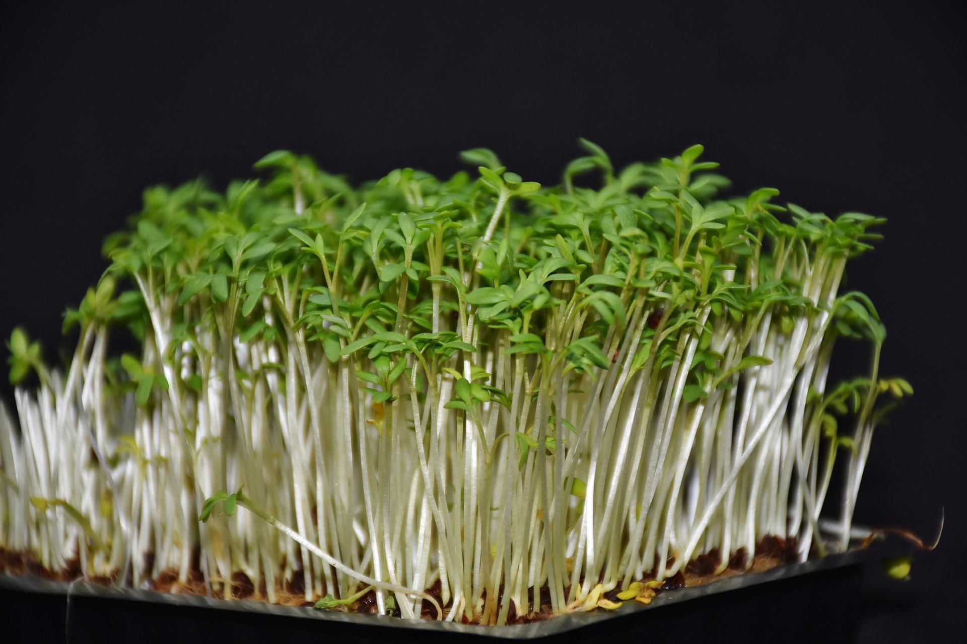 Cress Pre-Packed Foil Sachets - Seed Packing & Wholesale